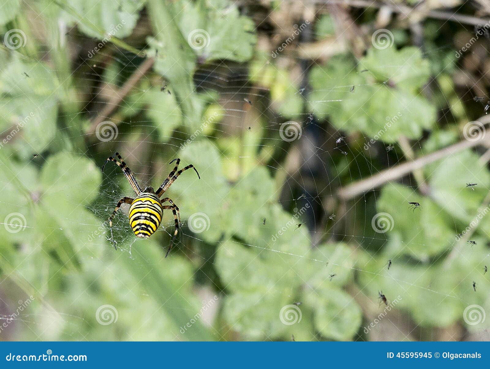 Tiger Spider Stock Image | CartoonDealer.com #87384955