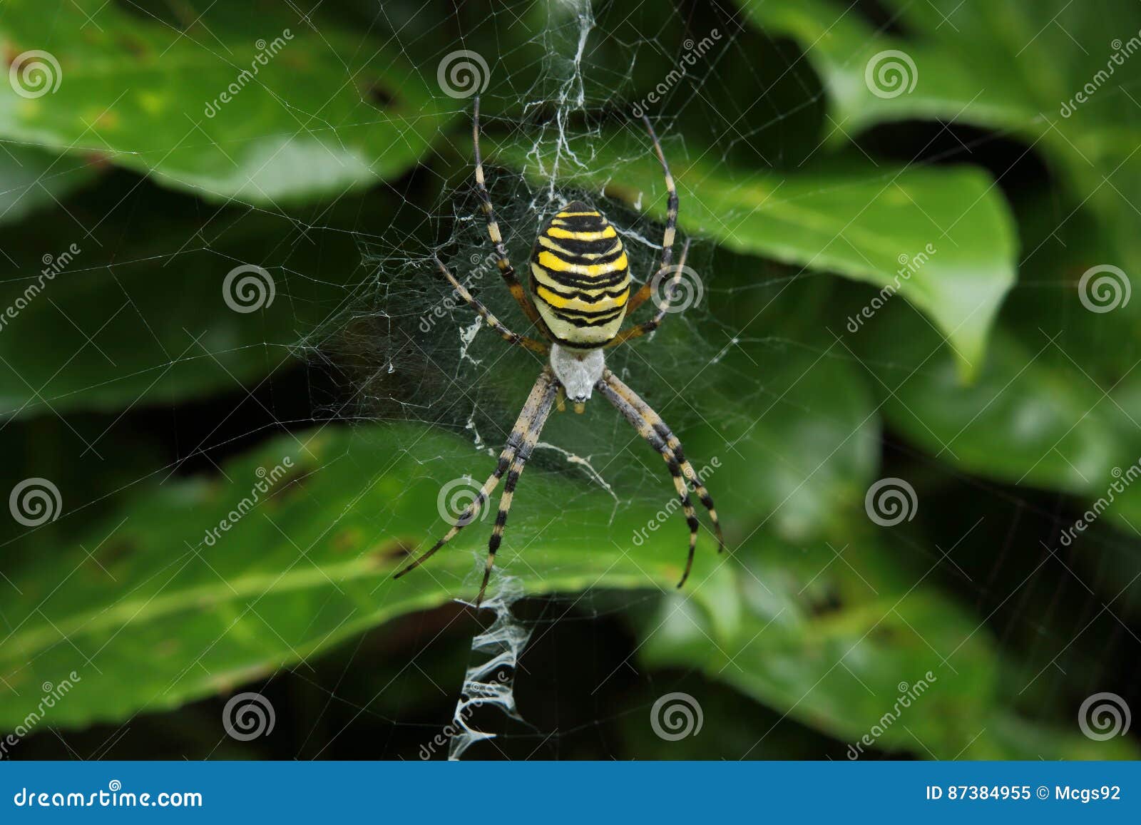 Tiger spider stock image. Image of yellow, tigerspider - 87384955