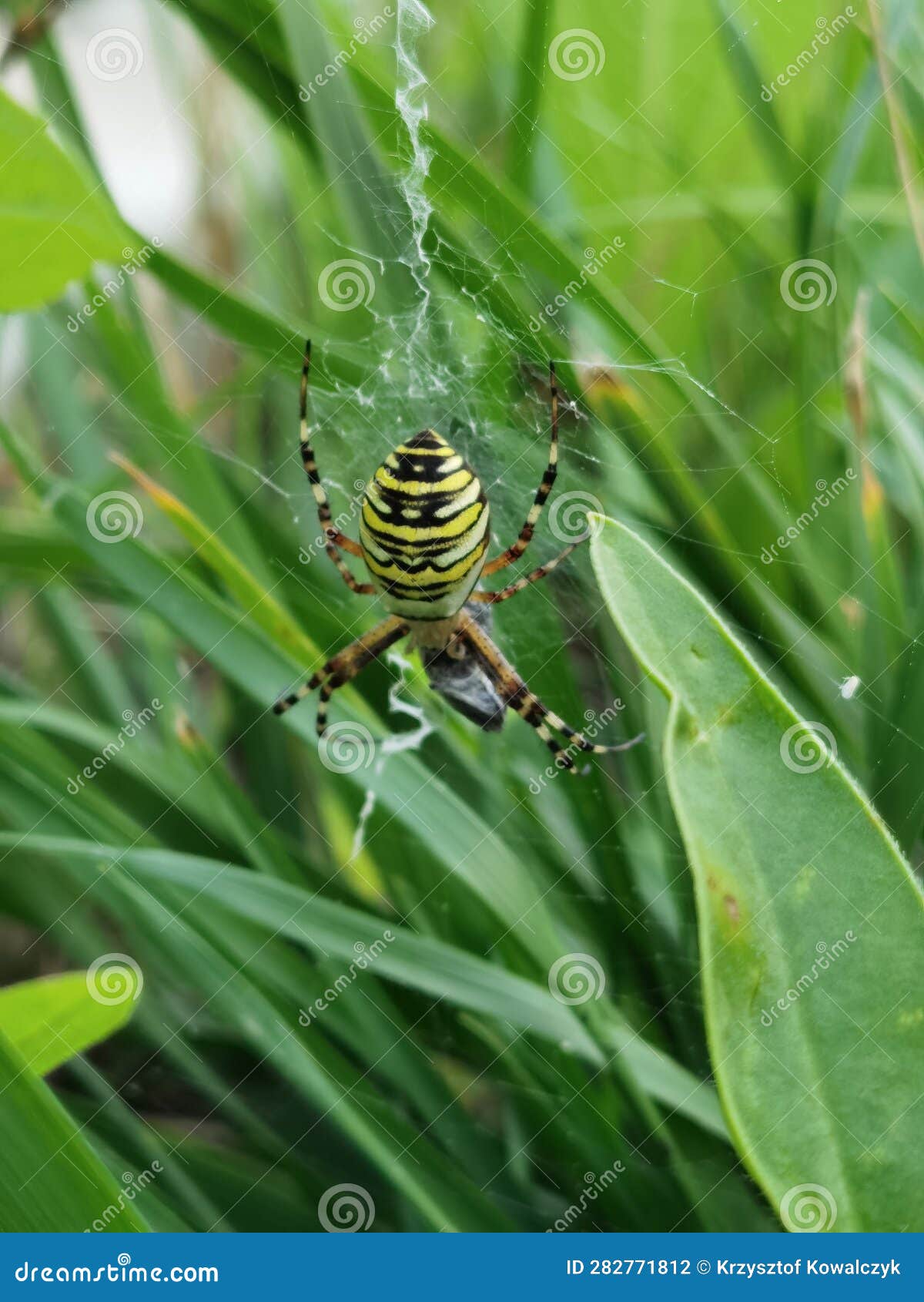 Tiger Spider on Its Spider Web in the Middle of Nature Waiting for Prey. Stock Photo - Image of ...