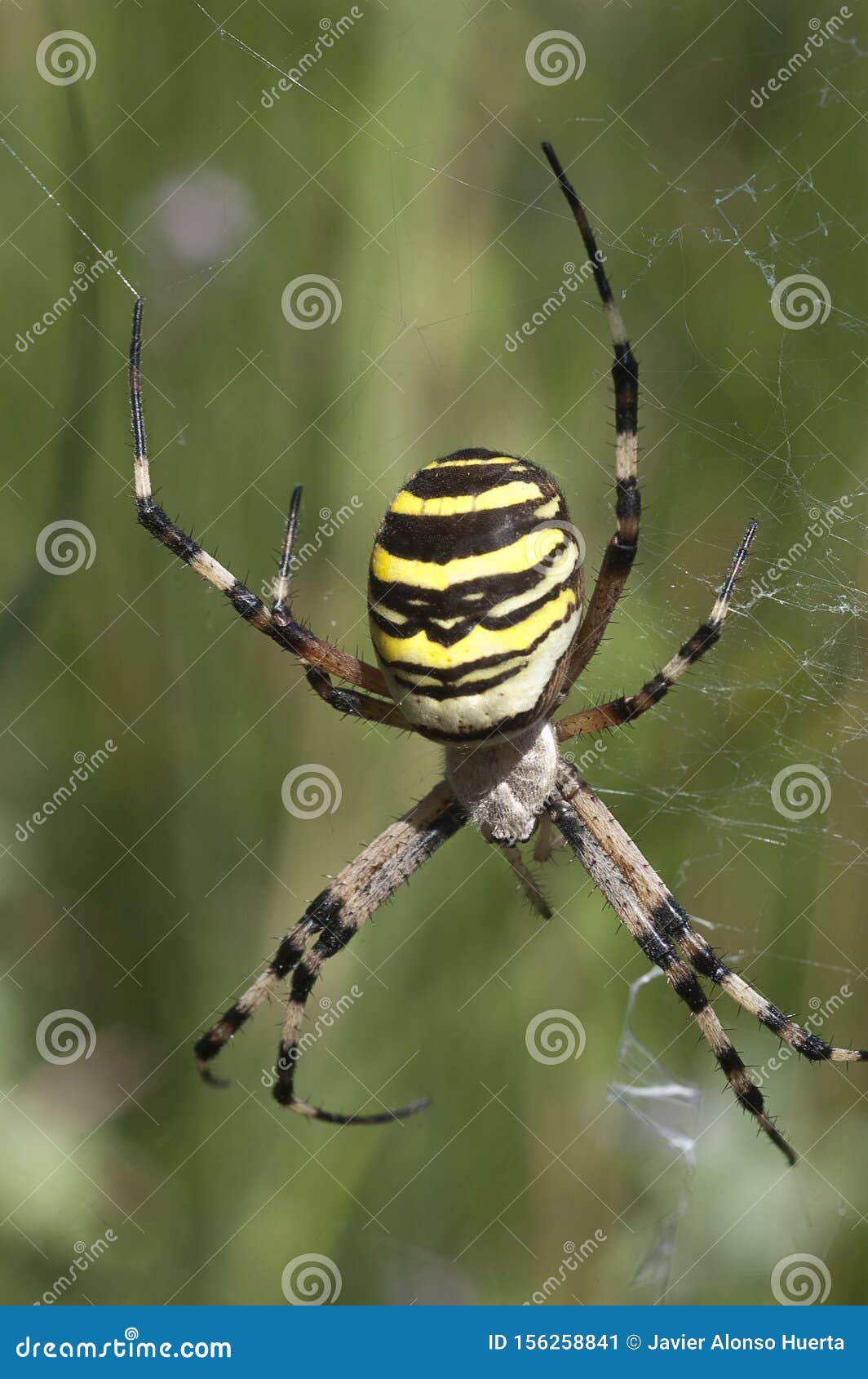 Tiger Spider Scytodes Globula, Spider Web Stock Image - Image of macro ...