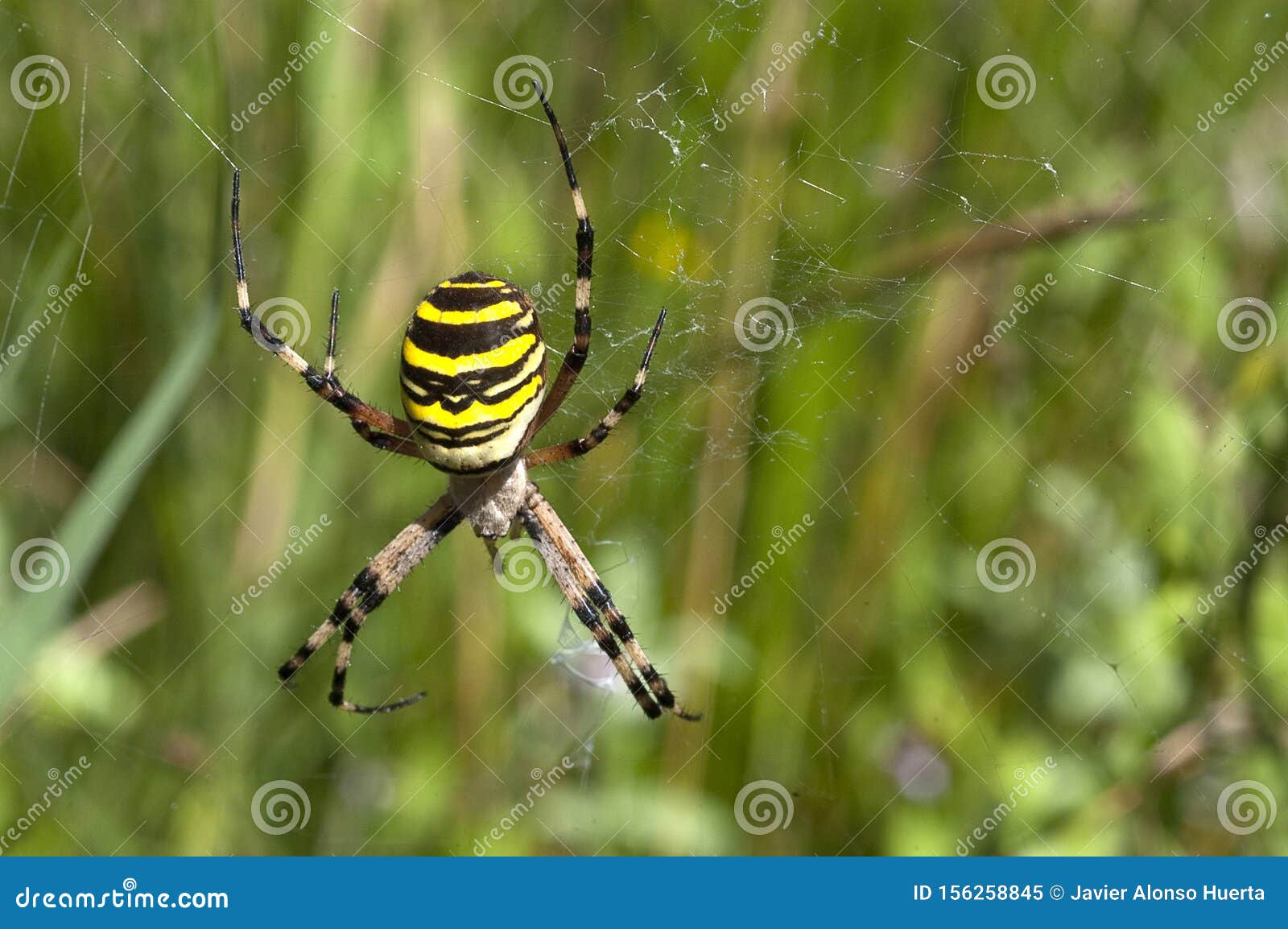 Tiger Spider Scytodes Globula, Spider Web Stock Image - Image of summer ...