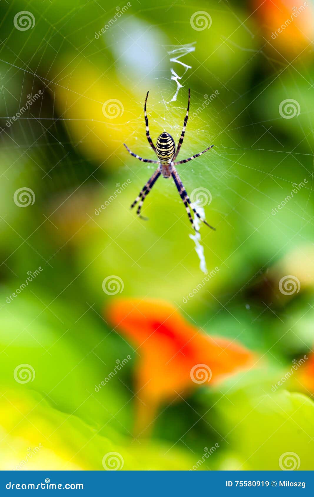 Tiger Spider Sitting on His Web Stock Image - Image of close, nature ...