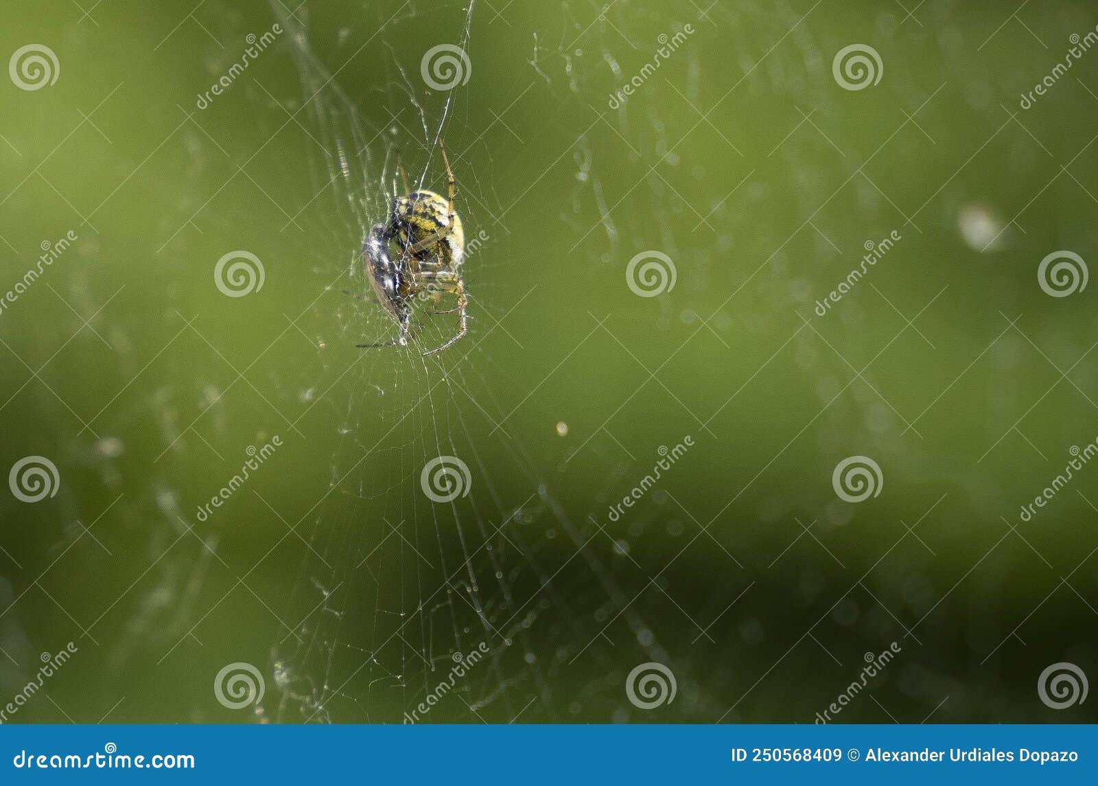 Tiger Spider on a Spider Web in the Countryside Stock Image - Image of ...