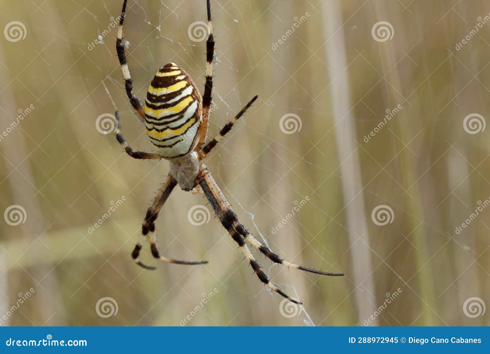 Tiger Spider or Wasp (Argiope Bruennichi) on the Web Waiting for Prey ...