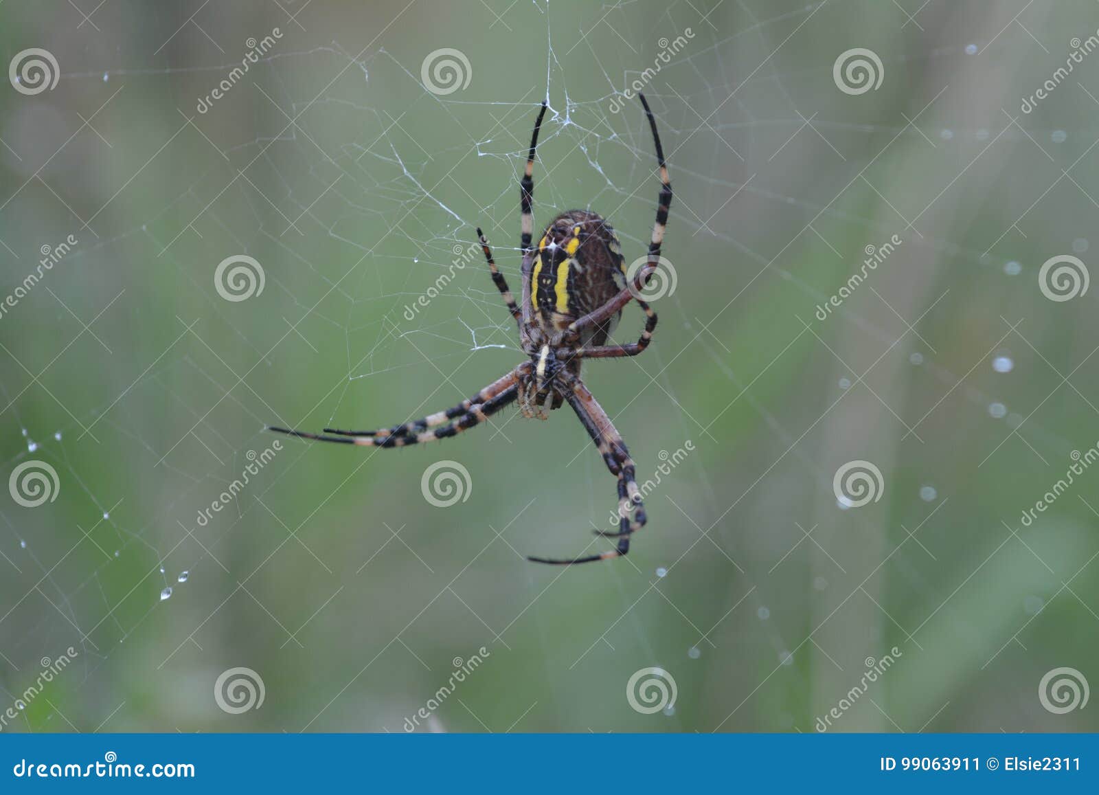 Tiger Spider or Wasp Spider or Argiope Bruennichii Stock Image - Image ...