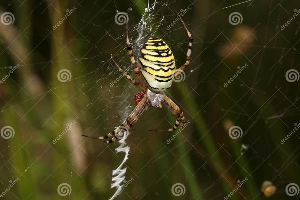 Tiger spider in web stock photo. Image of spider, hairy - 123379416