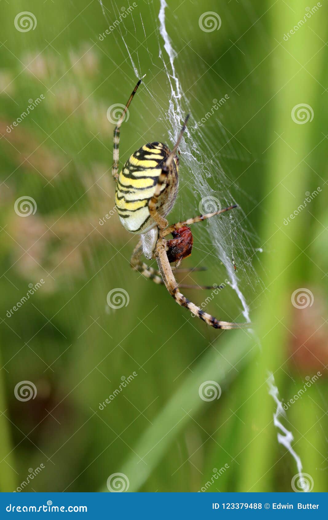 Tiger spider in web stock photo. Image of black, beautiful - 123379488