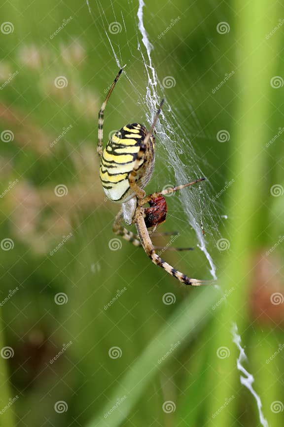 Tiger spider in web stock photo. Image of black, beautiful - 123379488
