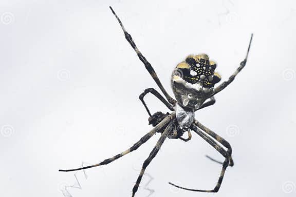 Tiger Spider on the Yard , Spider Web Stock Photo - Image of wildlife ...