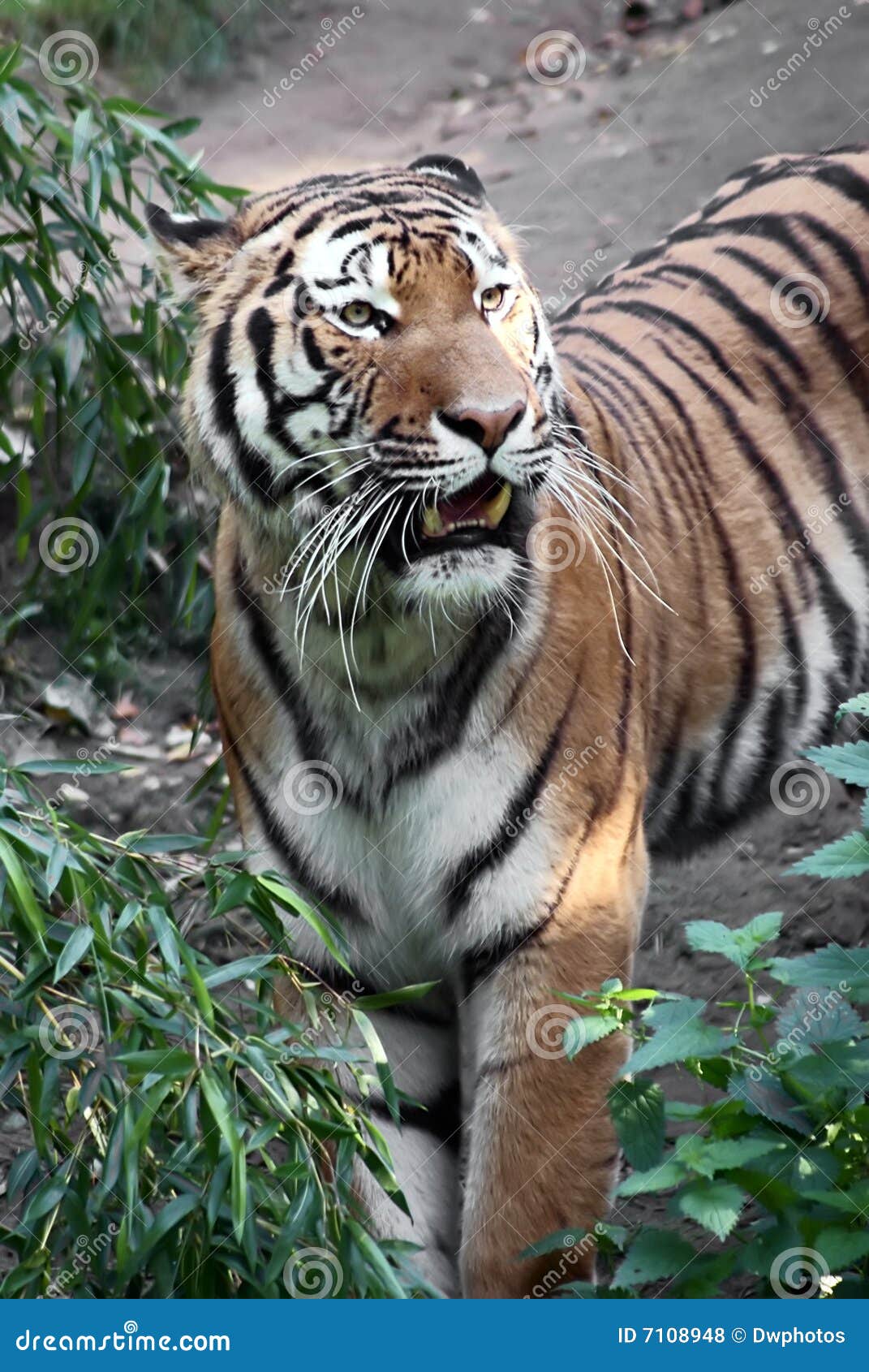 Tiger spotted in thicket stock photo. Image of danger - 7108948