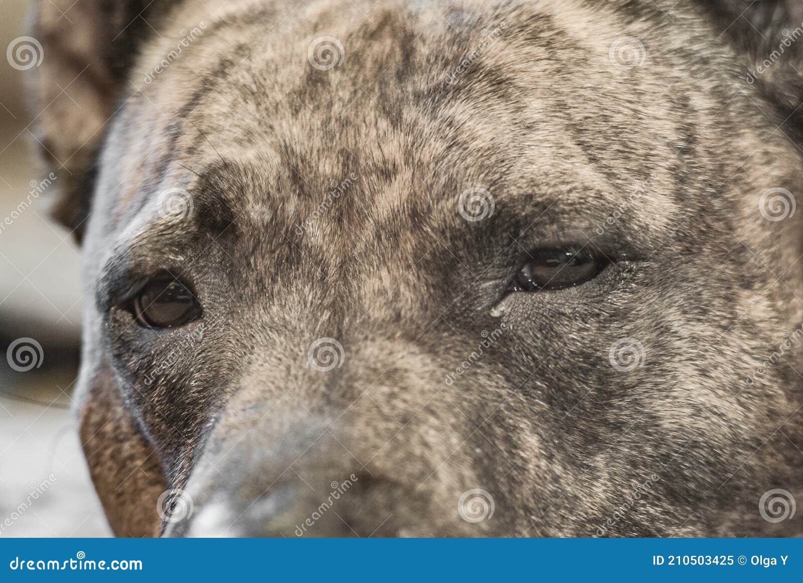 Tiger Staffordshire Terrier, Closeup of Dog Muzzle Stock Image - Image ...