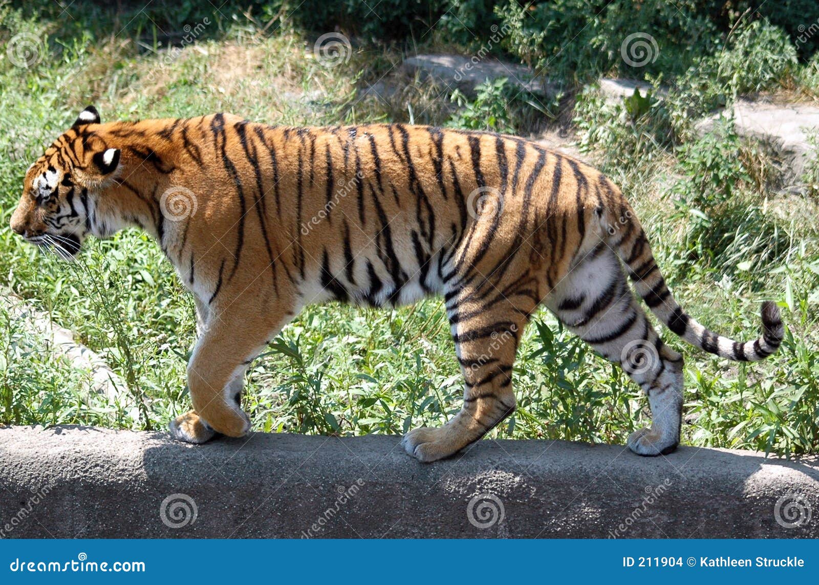 Tiger Stalking stock photo. Image of black, mammal, circus - 211904