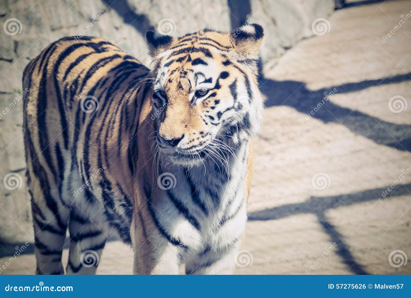 Tiger Stand Sideways and Looks before Himself Forward Stock Photo ...
