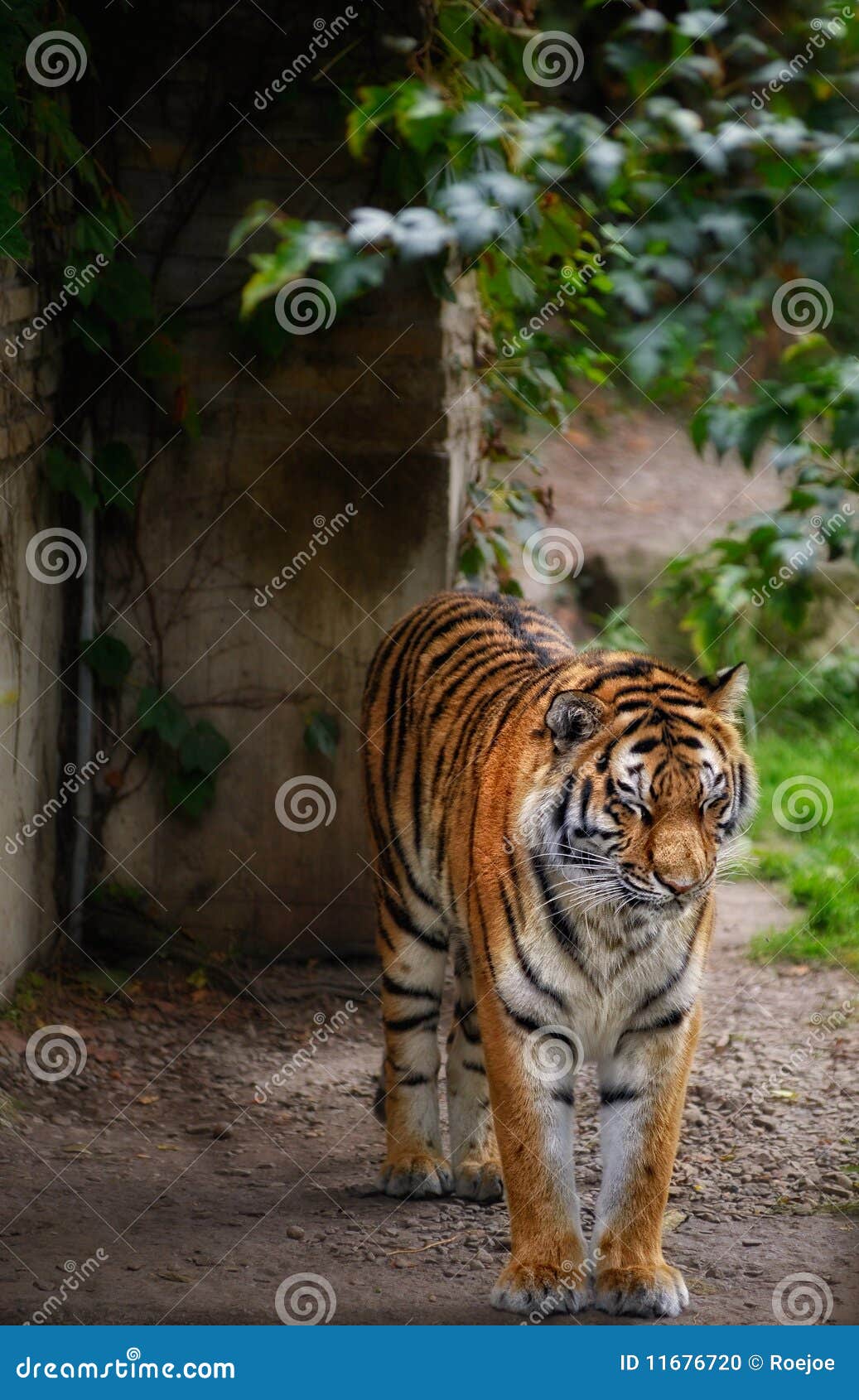Tiger standing stock photo. Image of color, tree, feline - 11676720