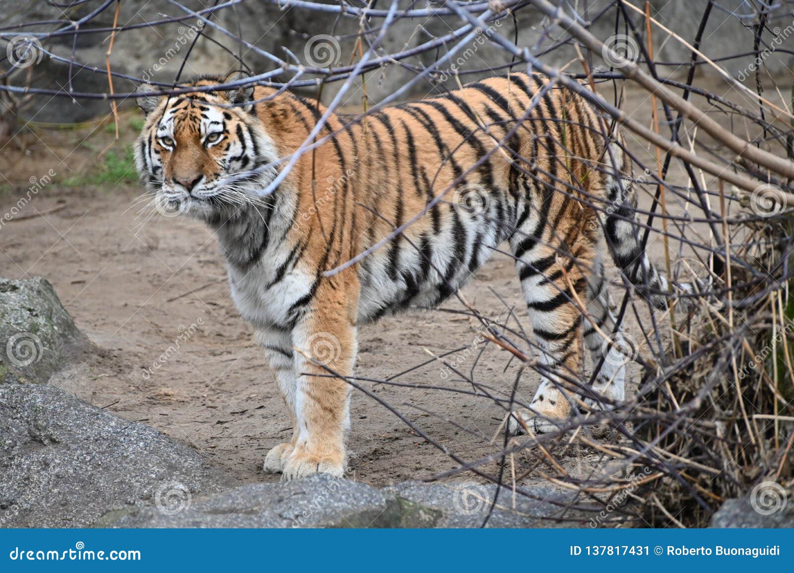 A Tiger Standing Behind a Bush Stock Image - Image of carnivore, face ...