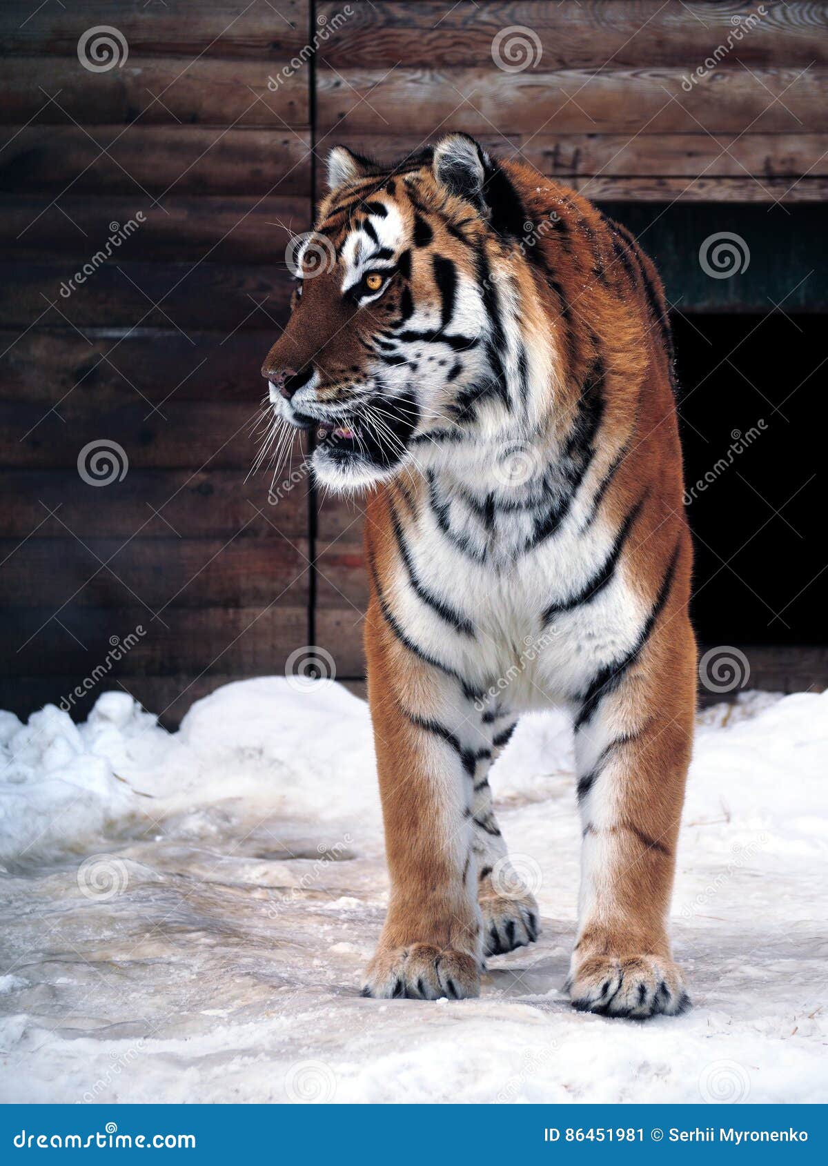 Tiger standing full size stock image. Image of background - 86451981