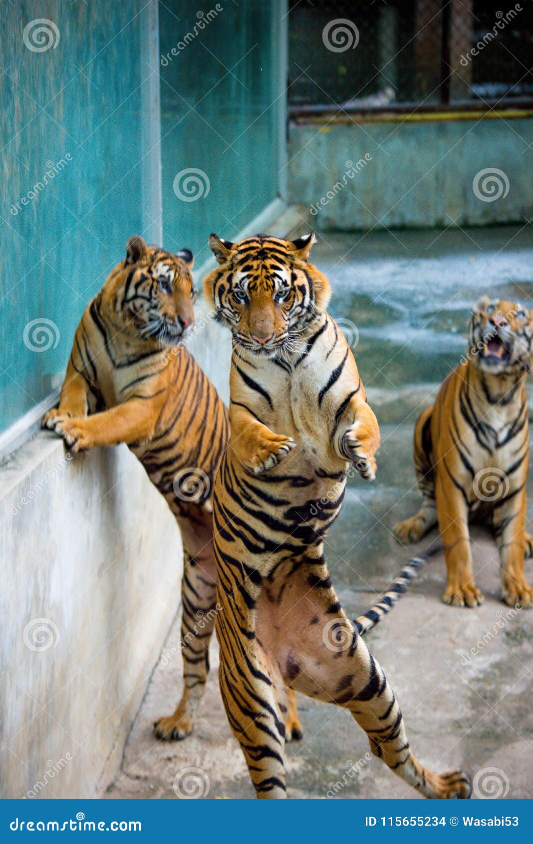 Tiger Standing with Hind Legs. Stock Photo - Image of animals, mammal ...