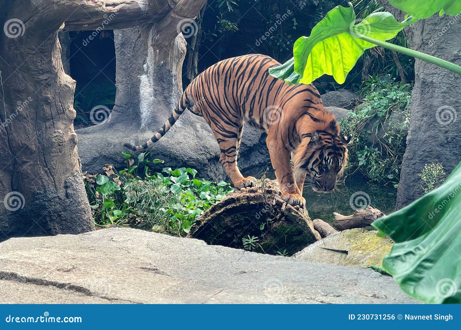 Tiger Standing on the Log with Its Head Down. Stock Photo - Image of ...