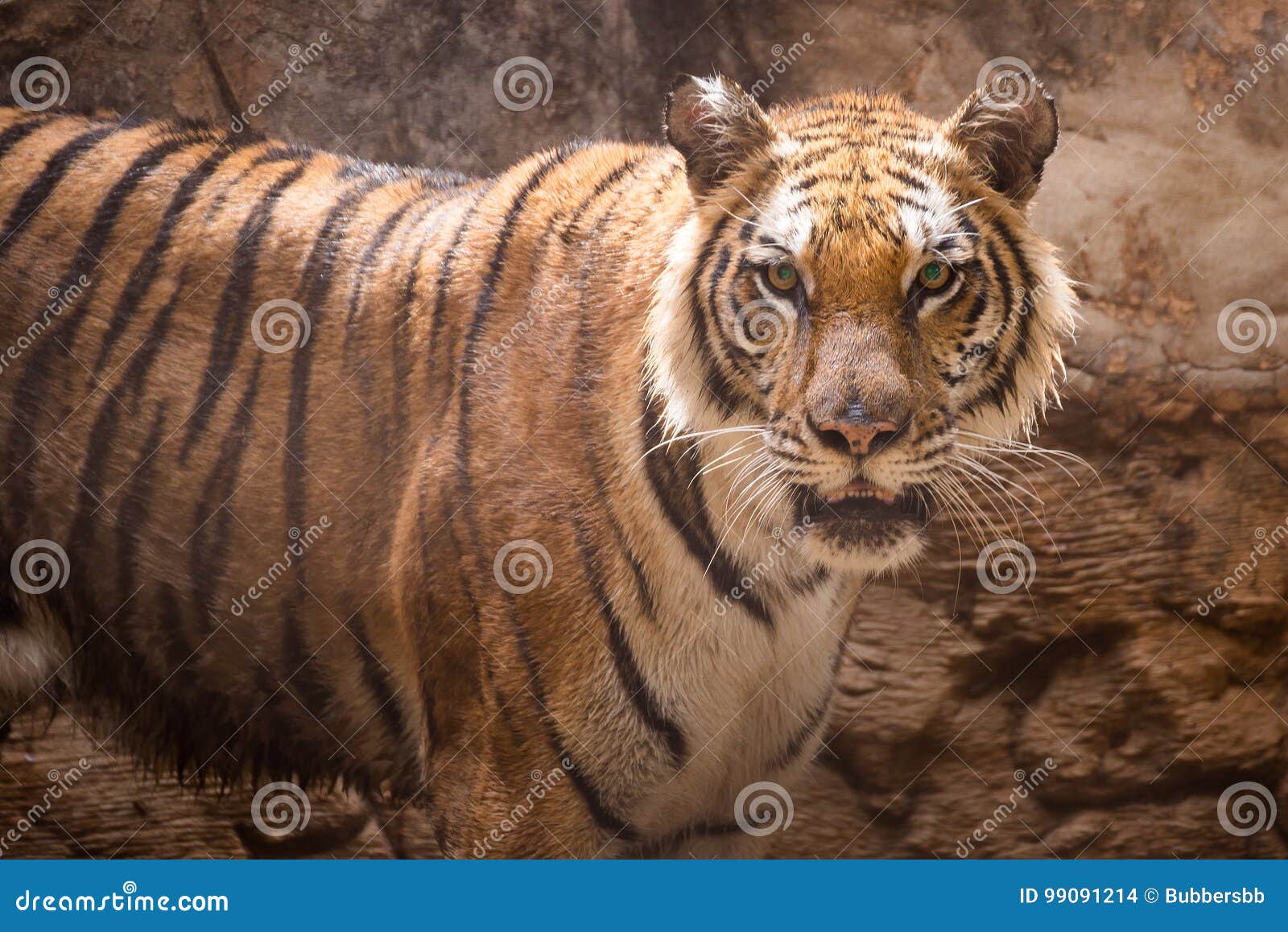 Tiger is Standing and Looking. Stock Photo - Image of danger, nature ...