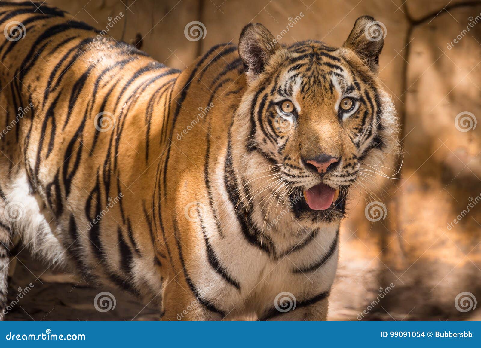 Tiger is Standing and Looking. Stock Photo - Image of protection, brown ...