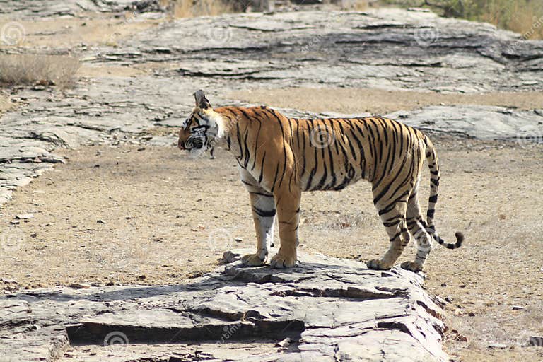 Tiger standing pose stock photo. Image of tiger, standing - 92286586