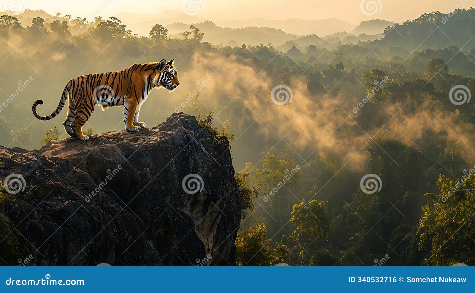 Tiger Standing on Rocky Cliff in Dense Misty Forest Stock Illustration ...