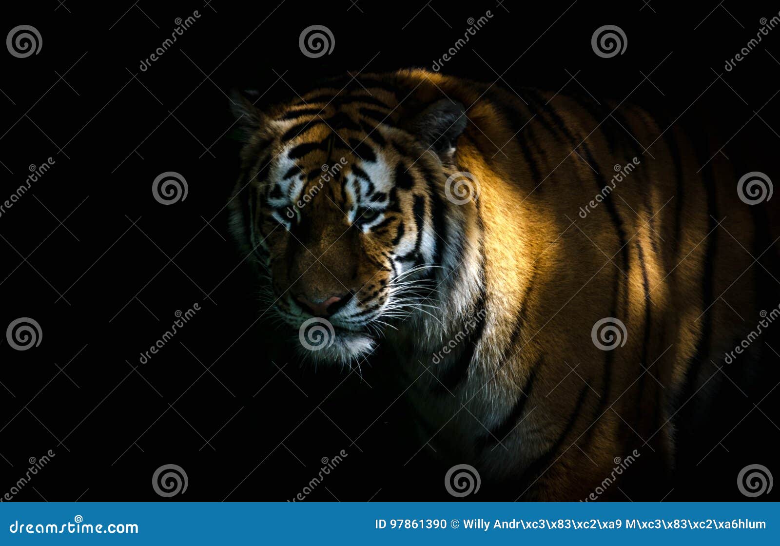 Tiger stock photo. Image of danger, stripes, hunting - 97861390