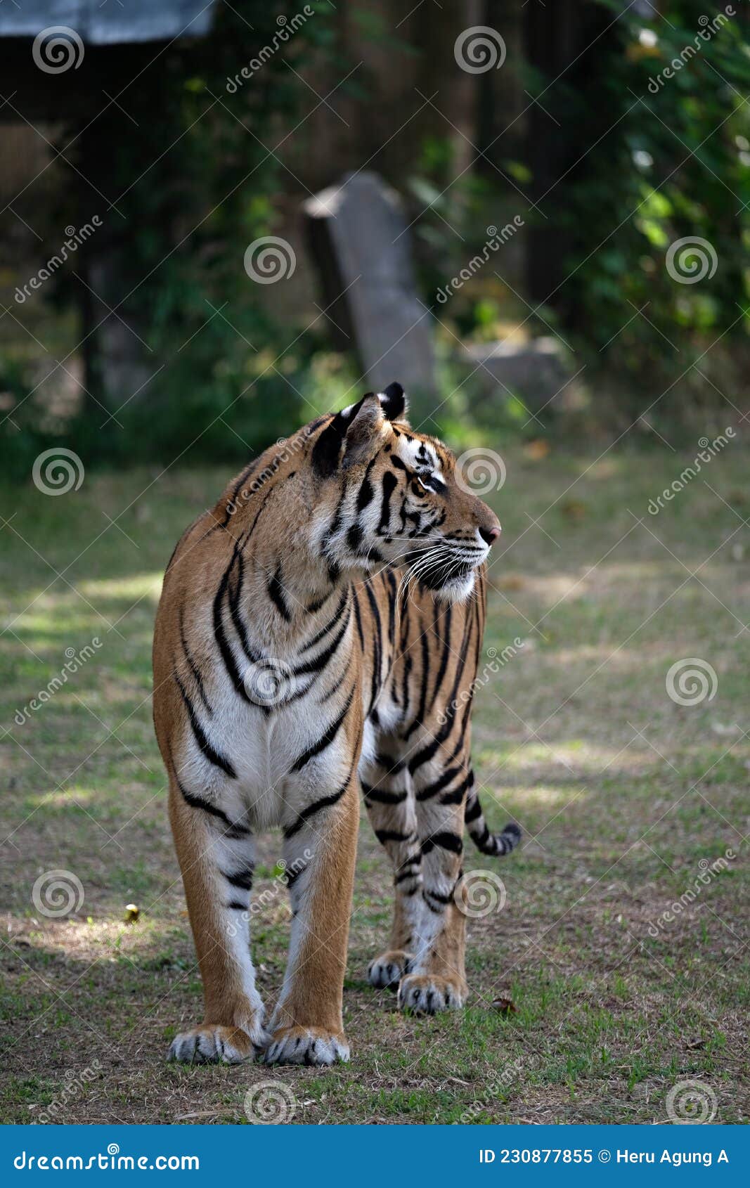 A Tiger Standing Tall Watching Its Territory Stock Image - Image of ...
