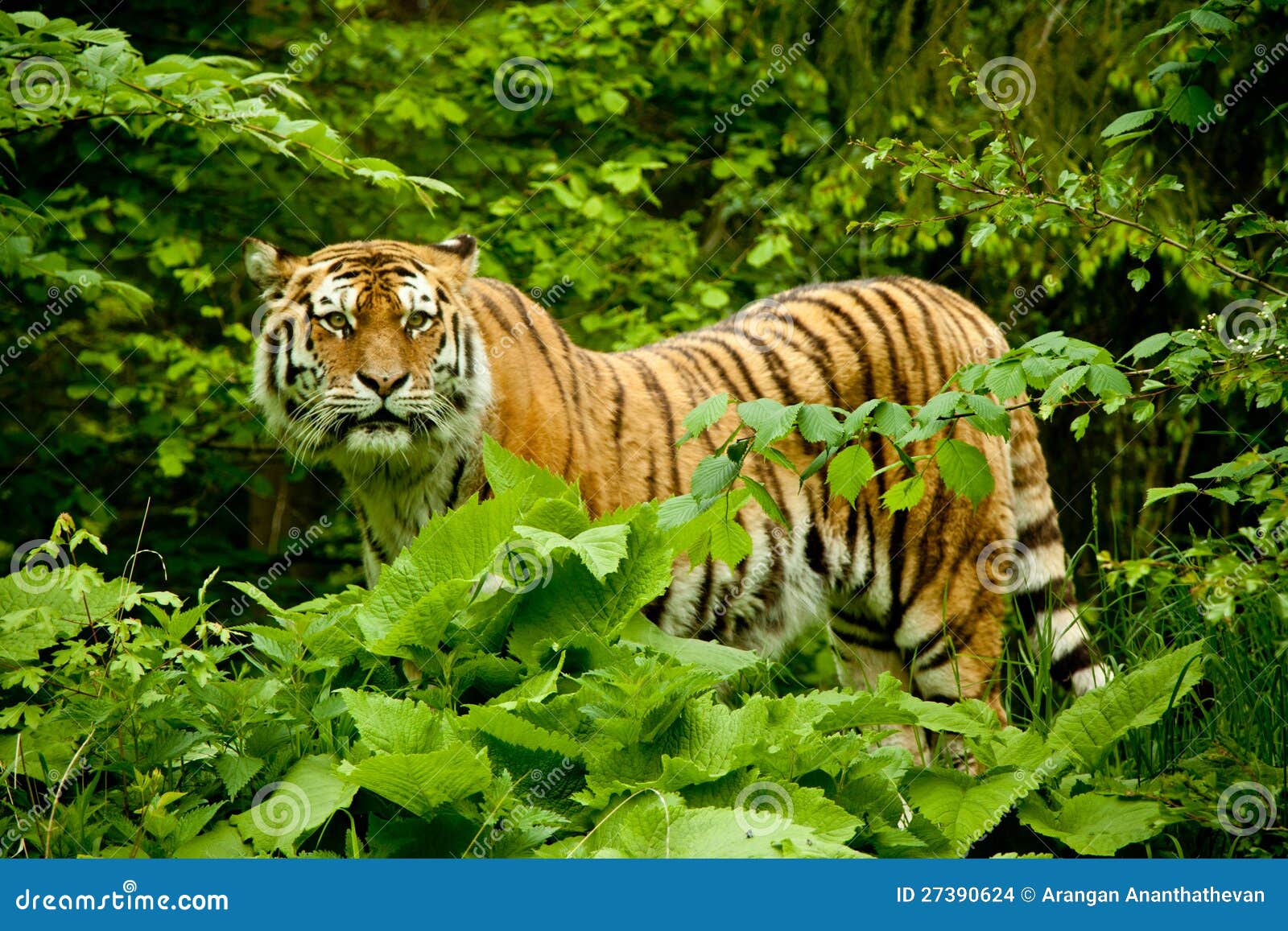 Tiger Standing in Trees stock photo. Image of brown, undomesticated ...