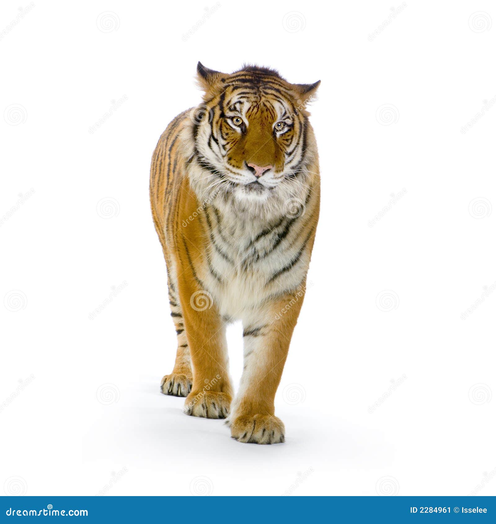 Tiger standing up stock image. Image of stalk, circus - 2284961