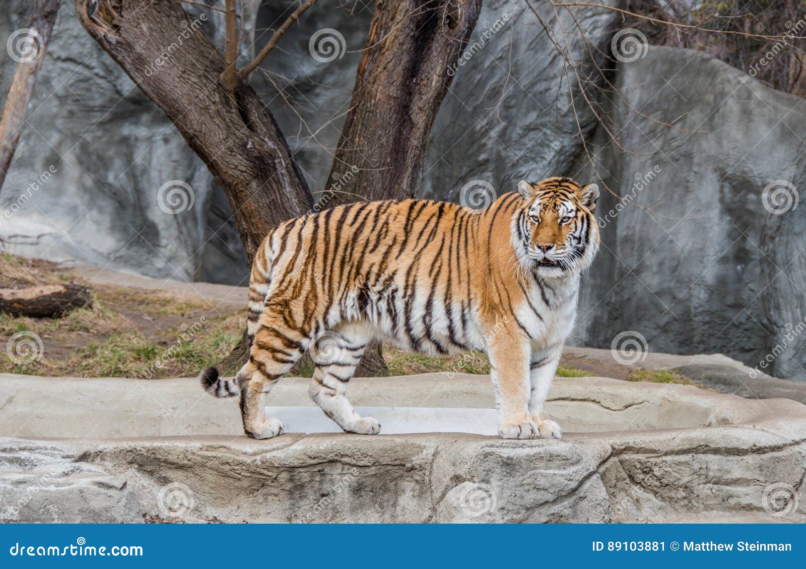 Tiger Standing On Back Paws. Not Typicall Pose For Big Cat. Dancing ...