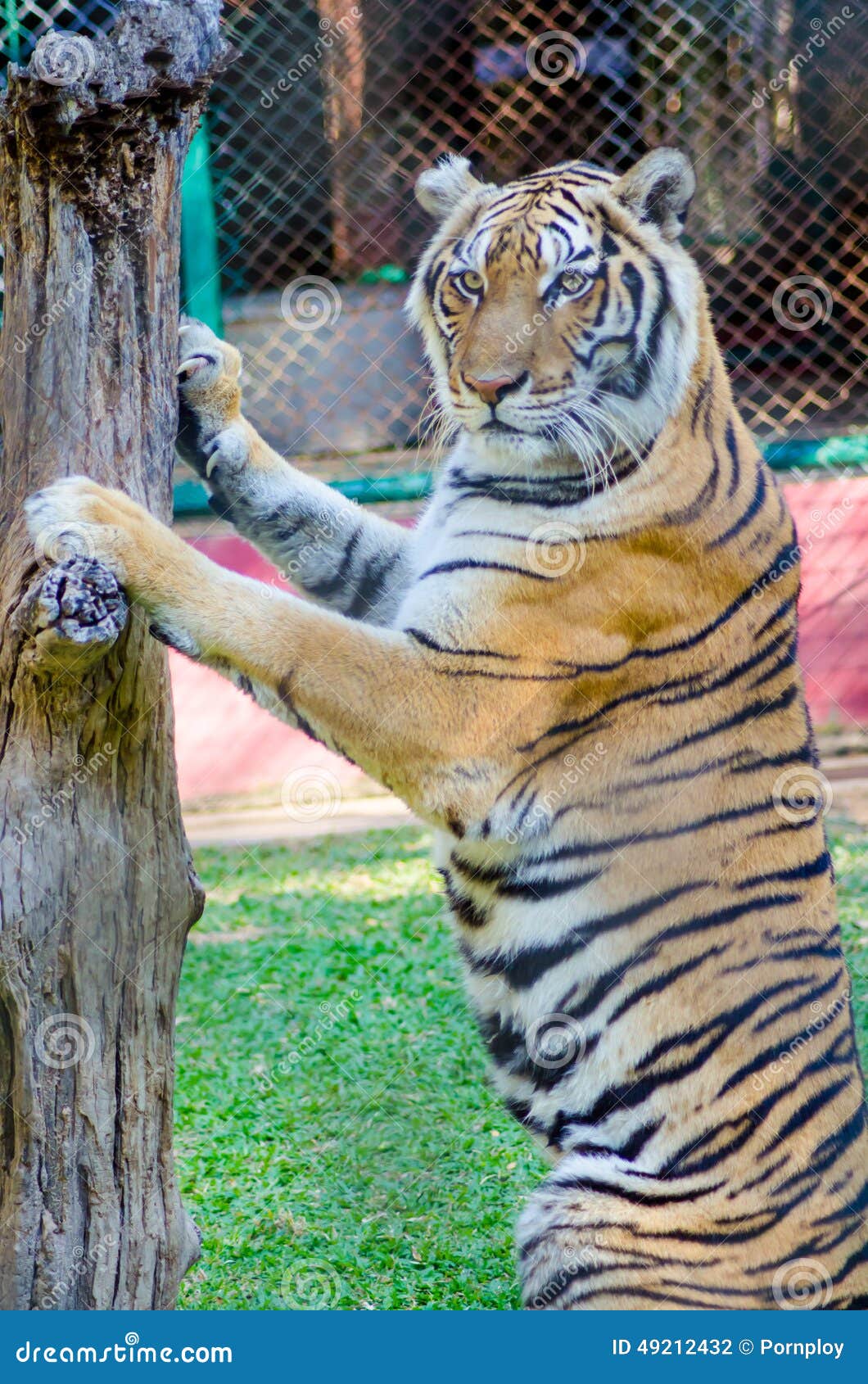 Tiger stock photo. Image of wild, flora, head, outdoor - 49212432