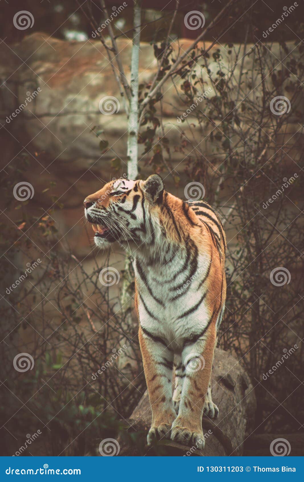 The tiger stands on a log stock image. Image of yawns - 130311203