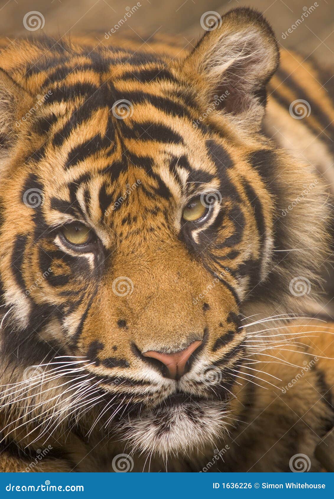 Tiger Stare stock photo. Image of mouth, youngster, sumatran - 1636226