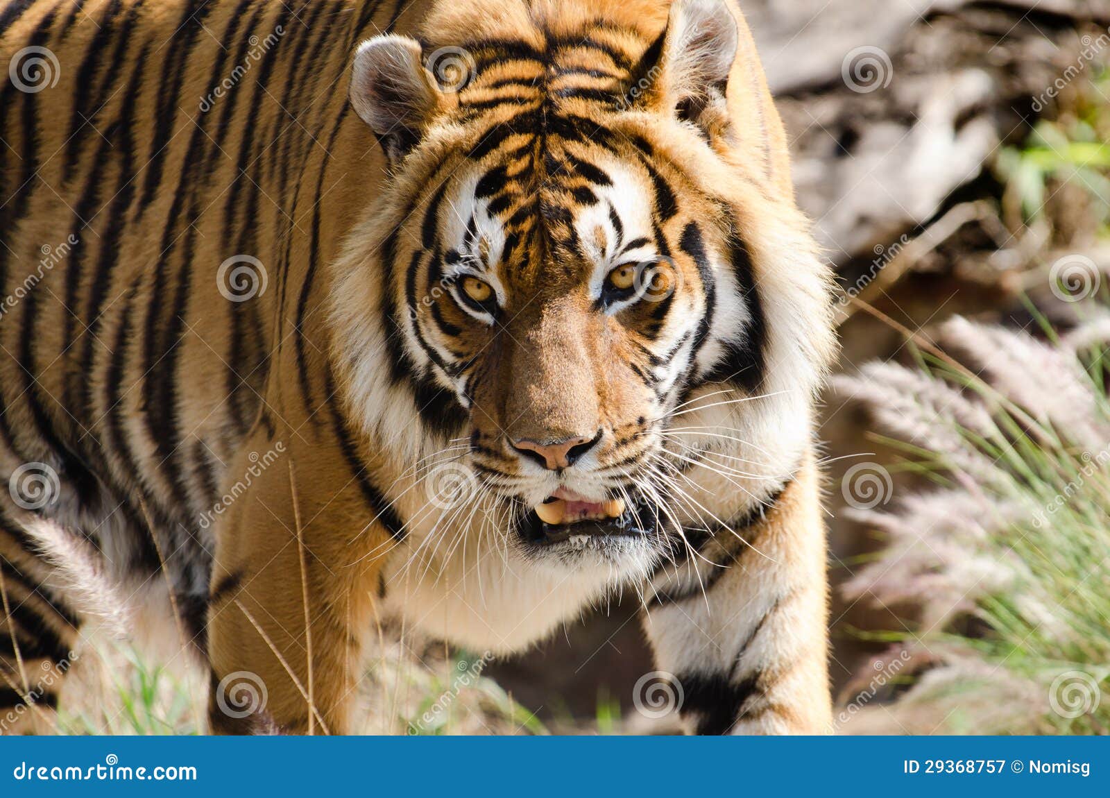 Tiger stare stock image. Image of pretoria, hunter, dangerous - 29368757