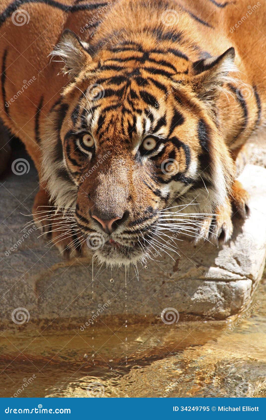 Tiger Stare image stock. Image du pose, orange, égouttements - 34249795