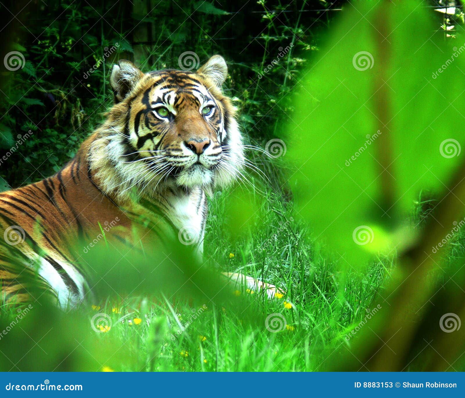 Tiger stare stock image. Image of resting, mammal, wildlife - 8883153