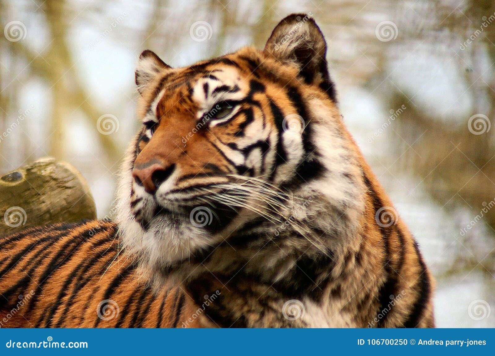 Tiger stare stock photo. Image of predator, felidae - 106700250