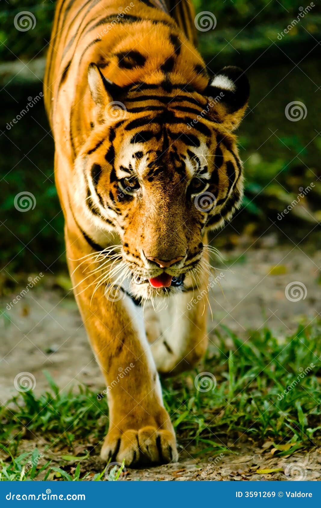Tiger staring. stock image. Image of grass, tiger, africa - 3591269