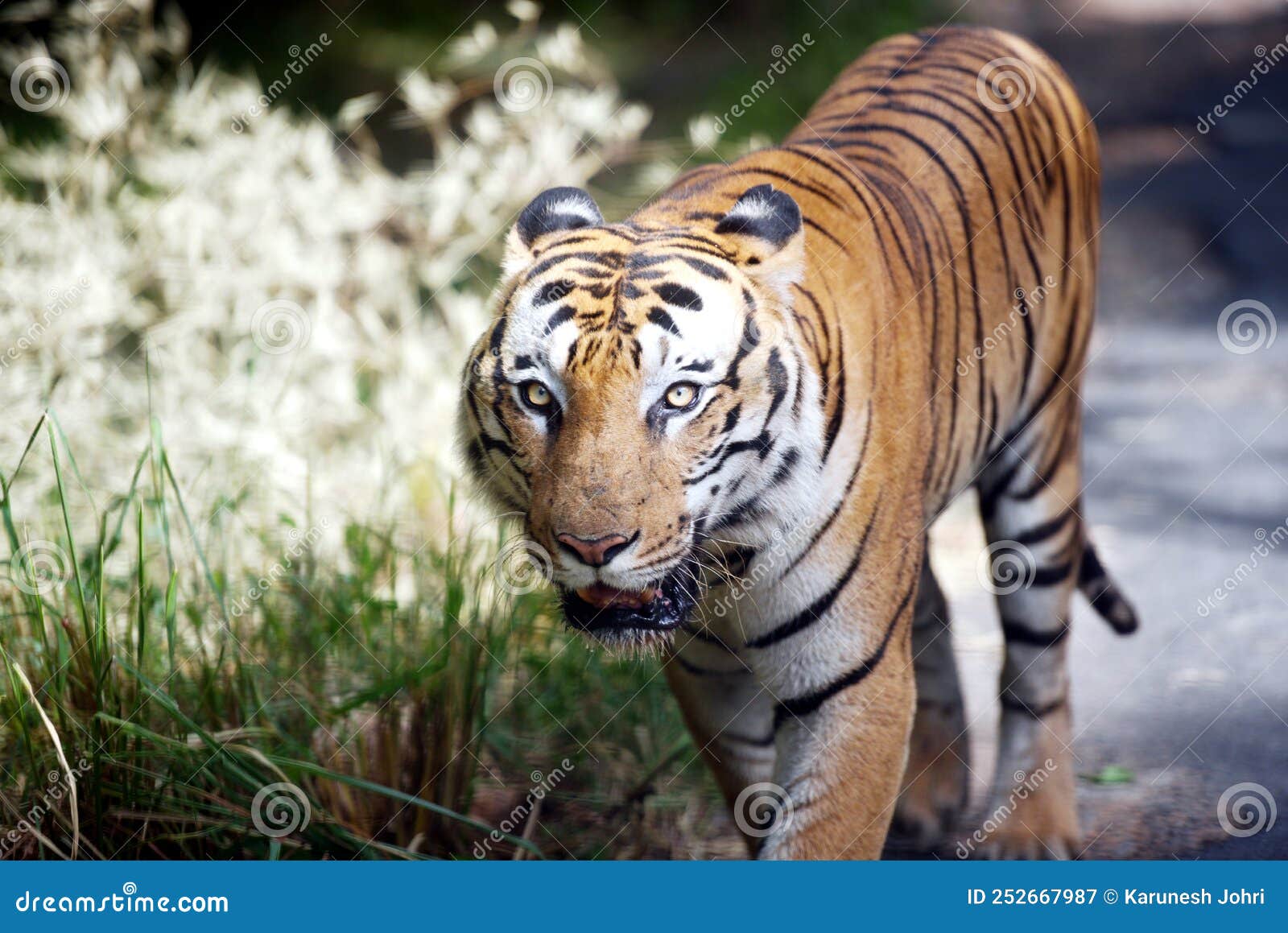 A Tiger is Staring into the Camera Stock Image - Image of endangered ...