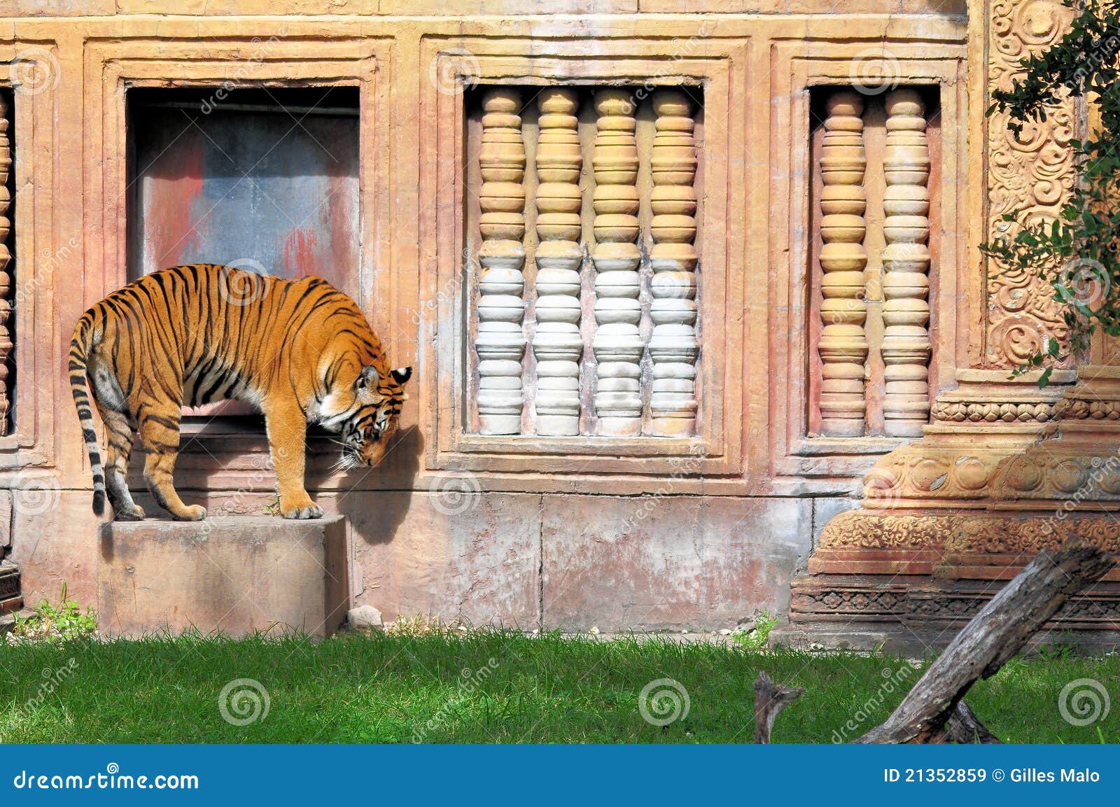 Tiger on a Step stock image. Image of mammals, beautiful - 21352859