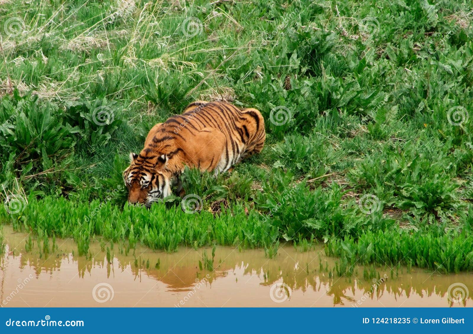 Tiger at the Stream Taking a Drink. Stock Image - Image of animal ...
