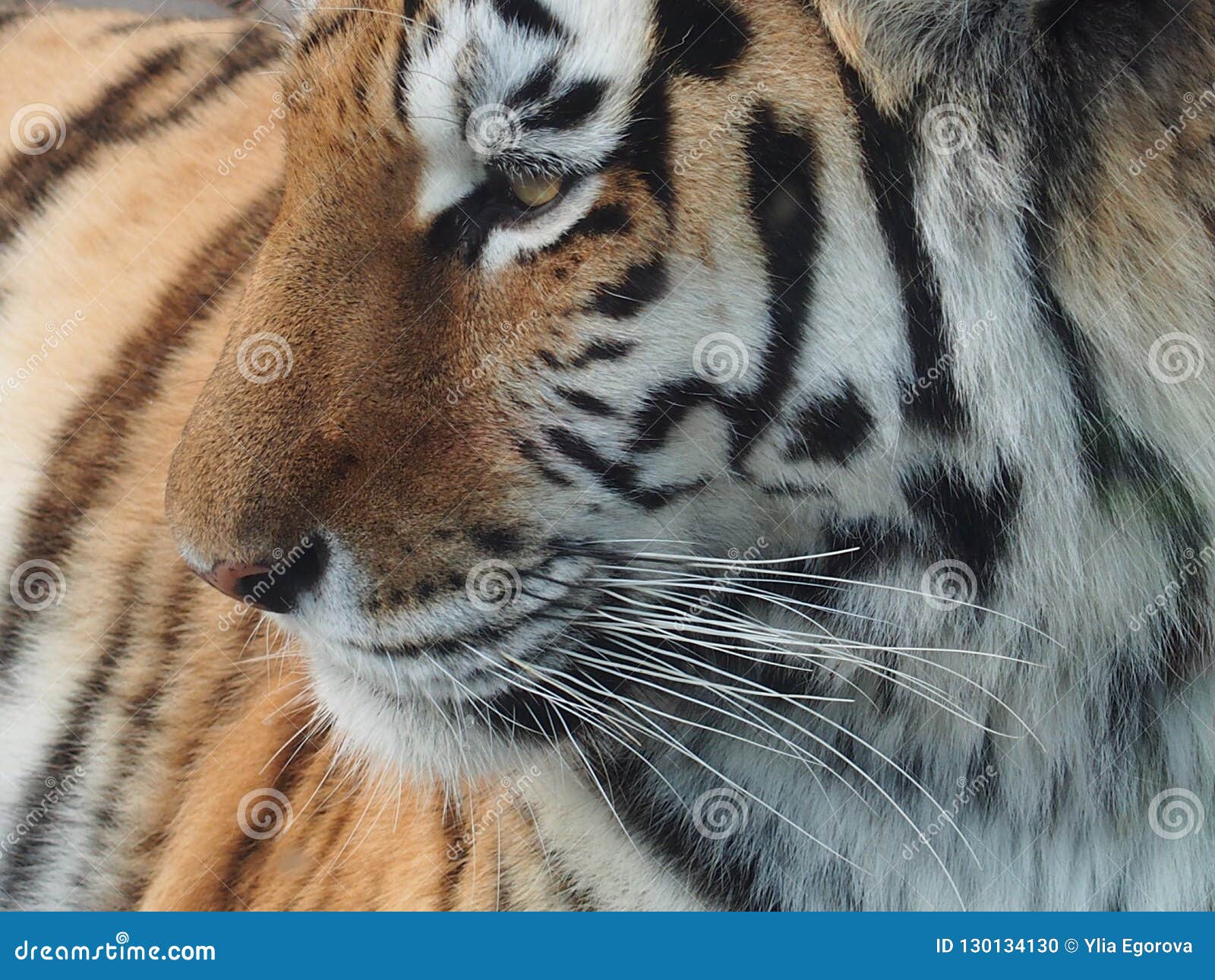 Tiger. Strength. Beauty. Grace Stock Photo - Image of animal, strength ...