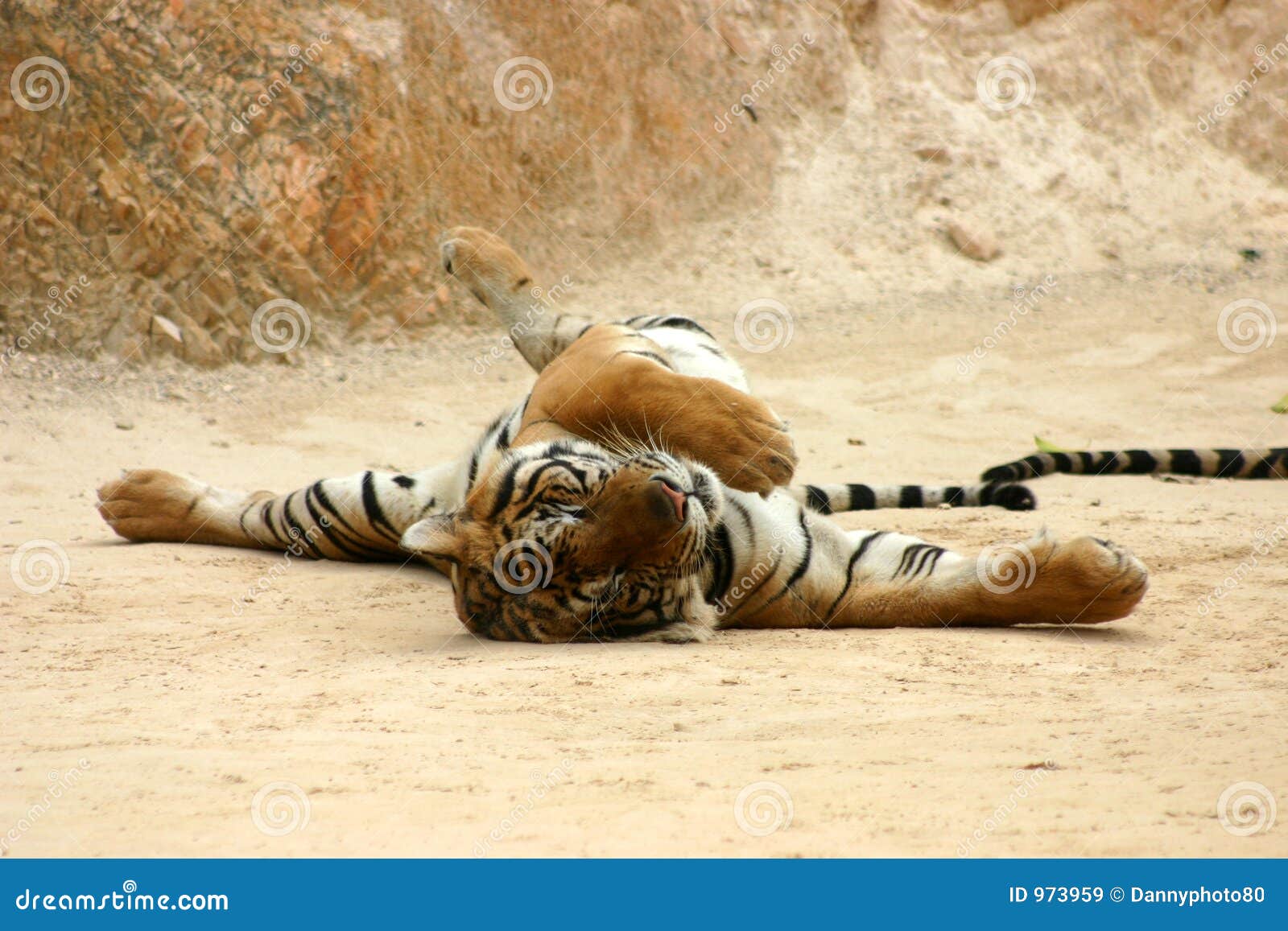 Tiger stretching stock image. Image of asian, prowl, rocks - 973959