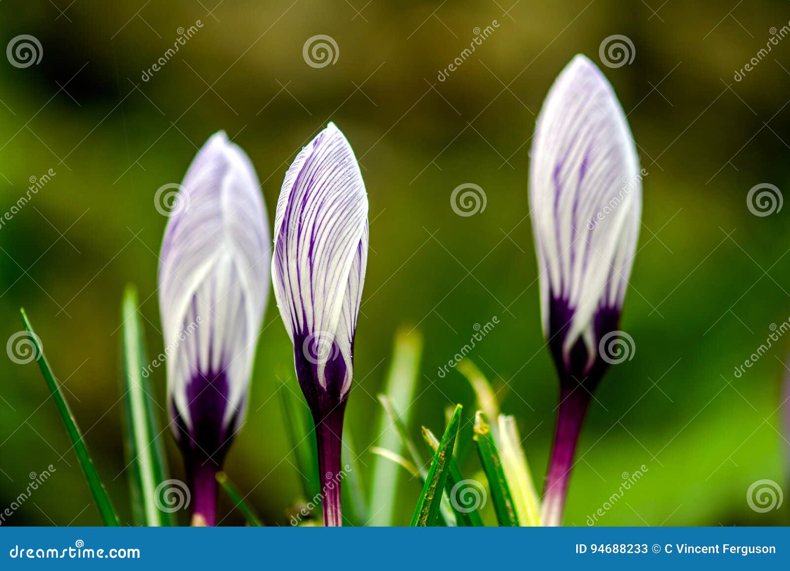 Tiger Stripe Crocus Trio stock image. Image of three - 94688233