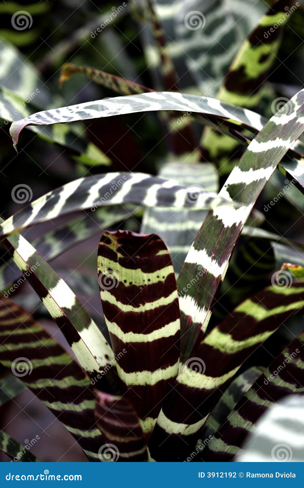 Tiger Striped Bromeliad stock photo. Image of ilumus, tropical - 3912192