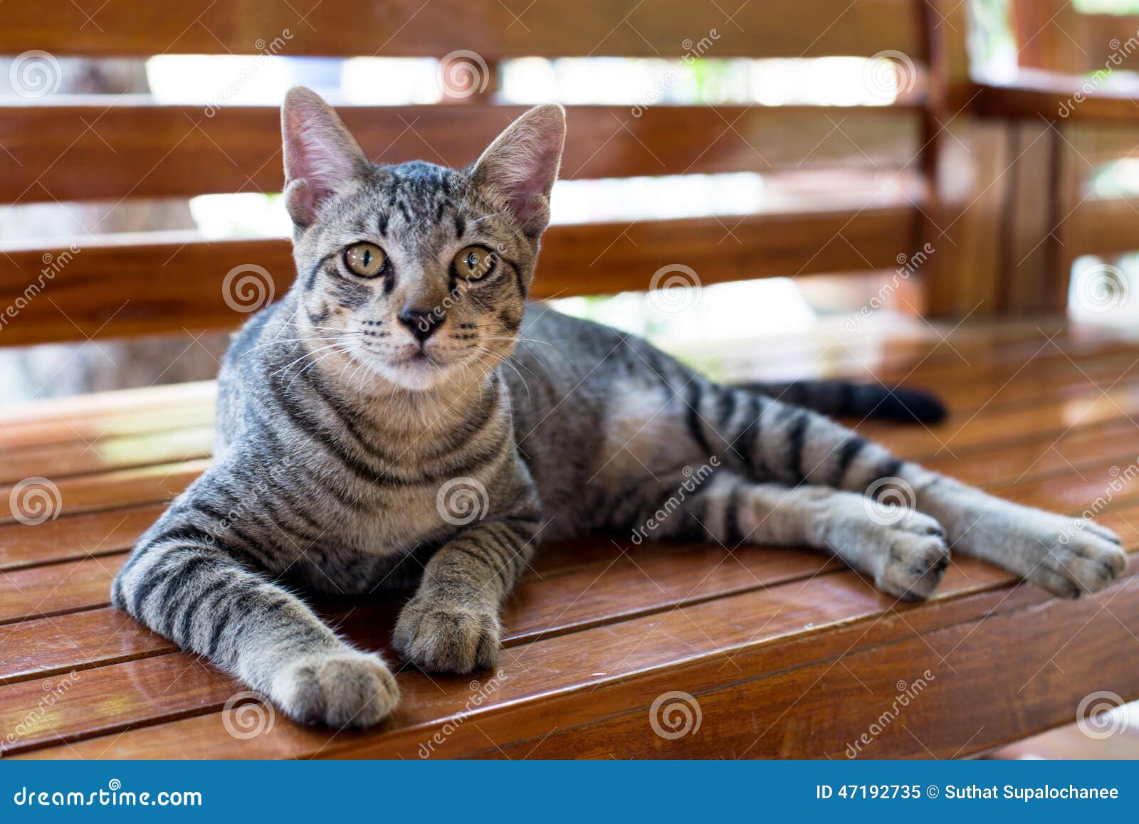 Tiger striped cat stock image. Image of brown, little - 47192735