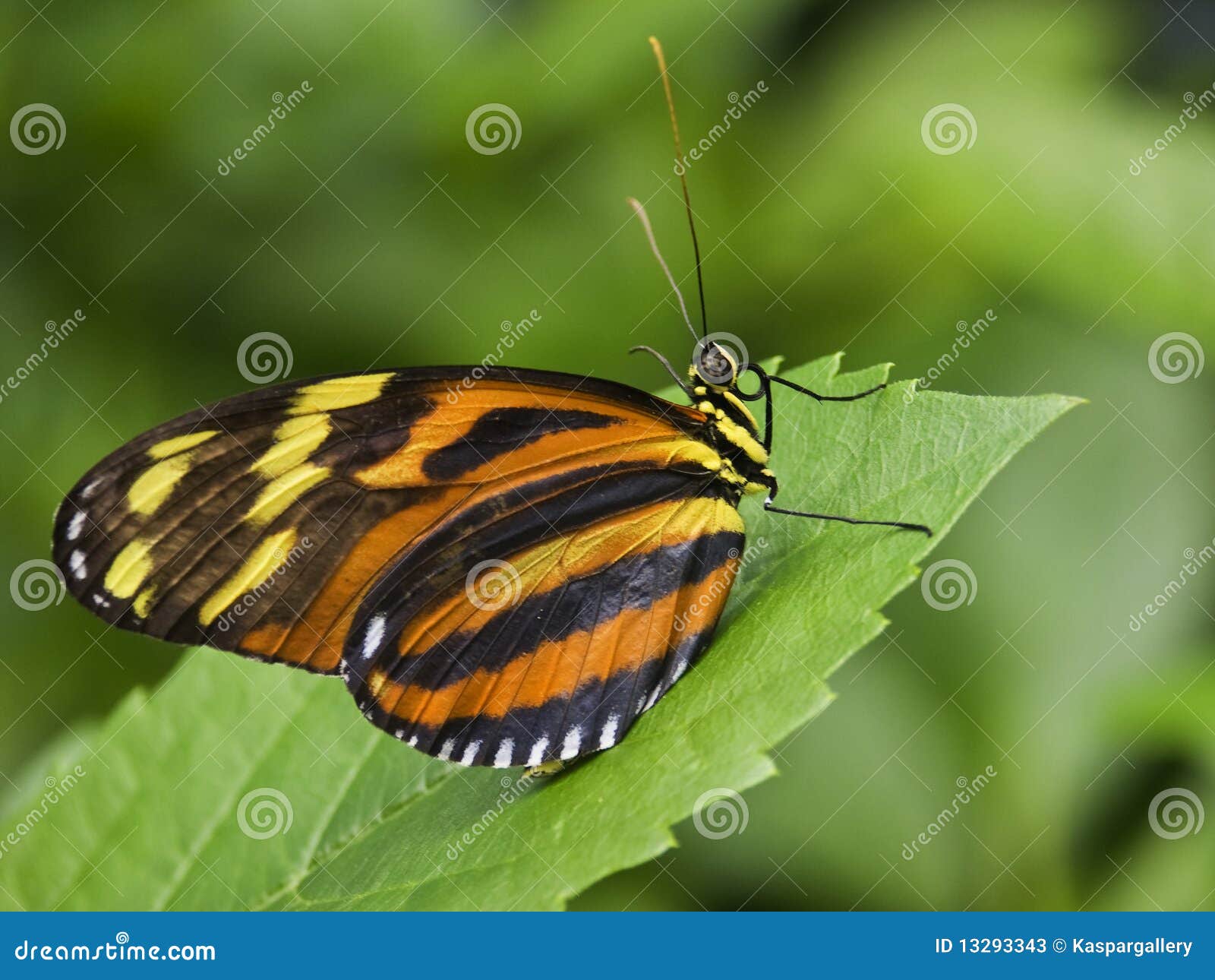 Tiger Striped Longwing Butterfly Stock Image - Image of leaf, yellow ...