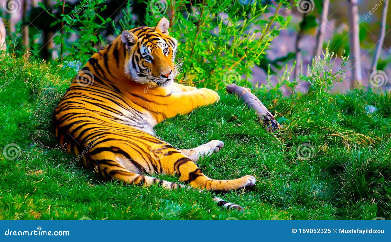 Tiger stock image. Image of forest, lake, extinction - 169052325