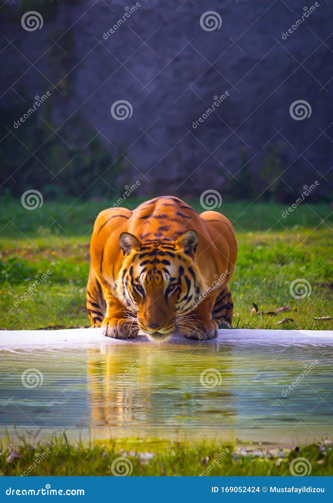 Tiger stock photo. Image of face, bengal, look, grass - 169052424